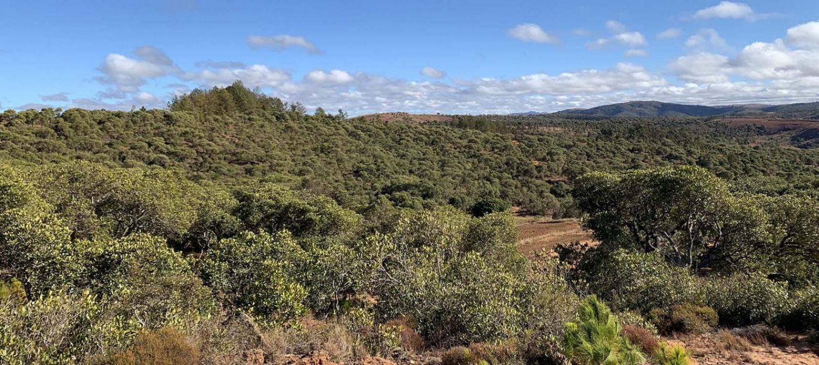Préservations des forêts de Tapia à Madagascar avec l’AFD et Planète ...